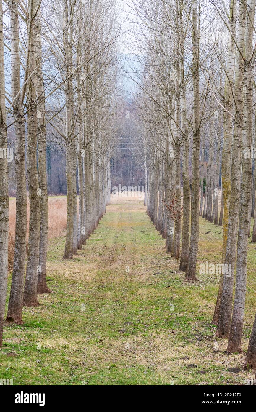 Trees lined up in the woods Stock Photo - Alamy