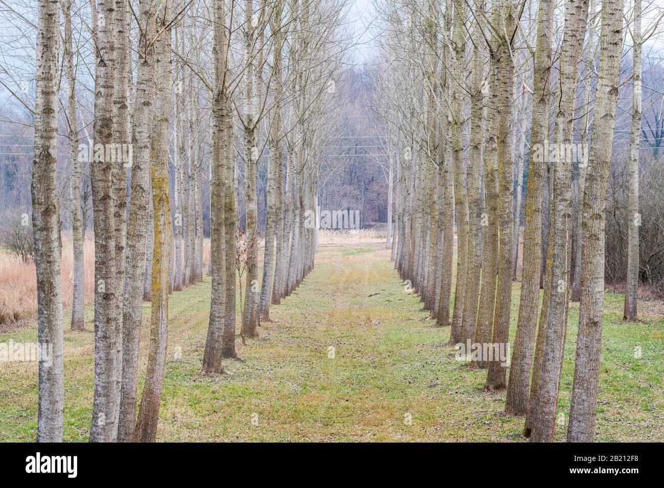 Trees lined up in the woods Stock Photo - Alamy