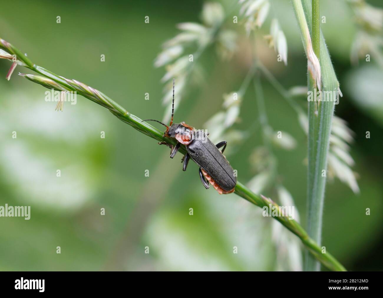 Soldier beetle (Cantharis fusca) on stalk, Germany Stock Photo - Alamy