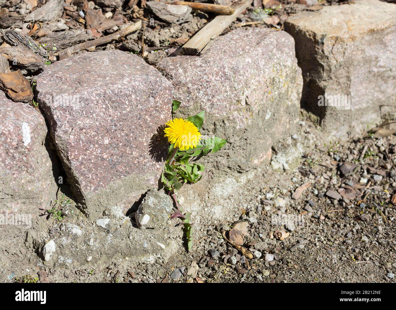 Dandelion in crack in road hi-res stock photography and images - Alamy