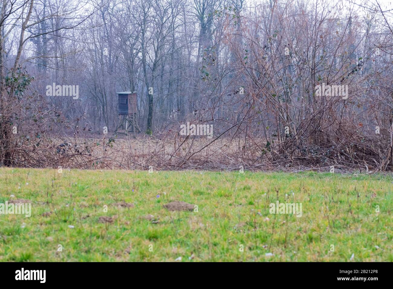Trees lined up in the woods Stock Photo - Alamy