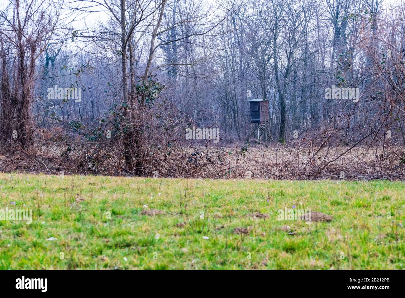 Trees lined up in the woods Stock Photo - Alamy