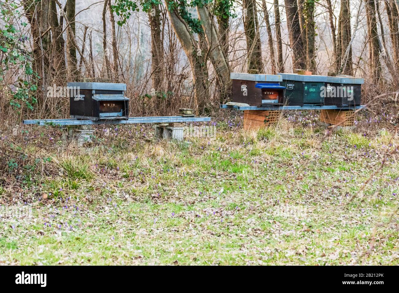 Trees lined up in the woods Stock Photo - Alamy