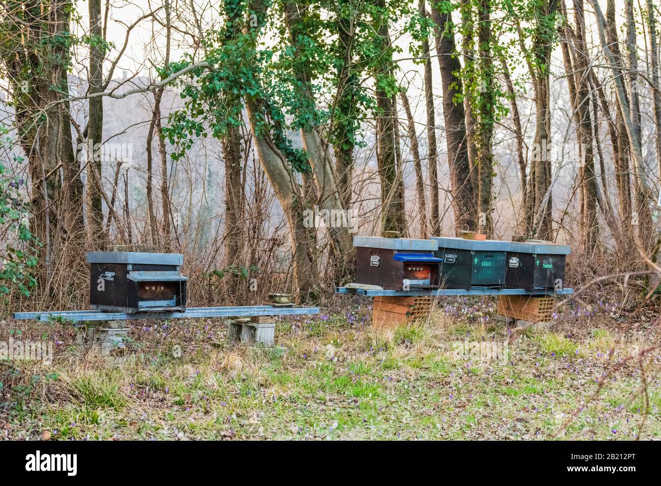 Trees lined up in the woods Stock Photo - Alamy