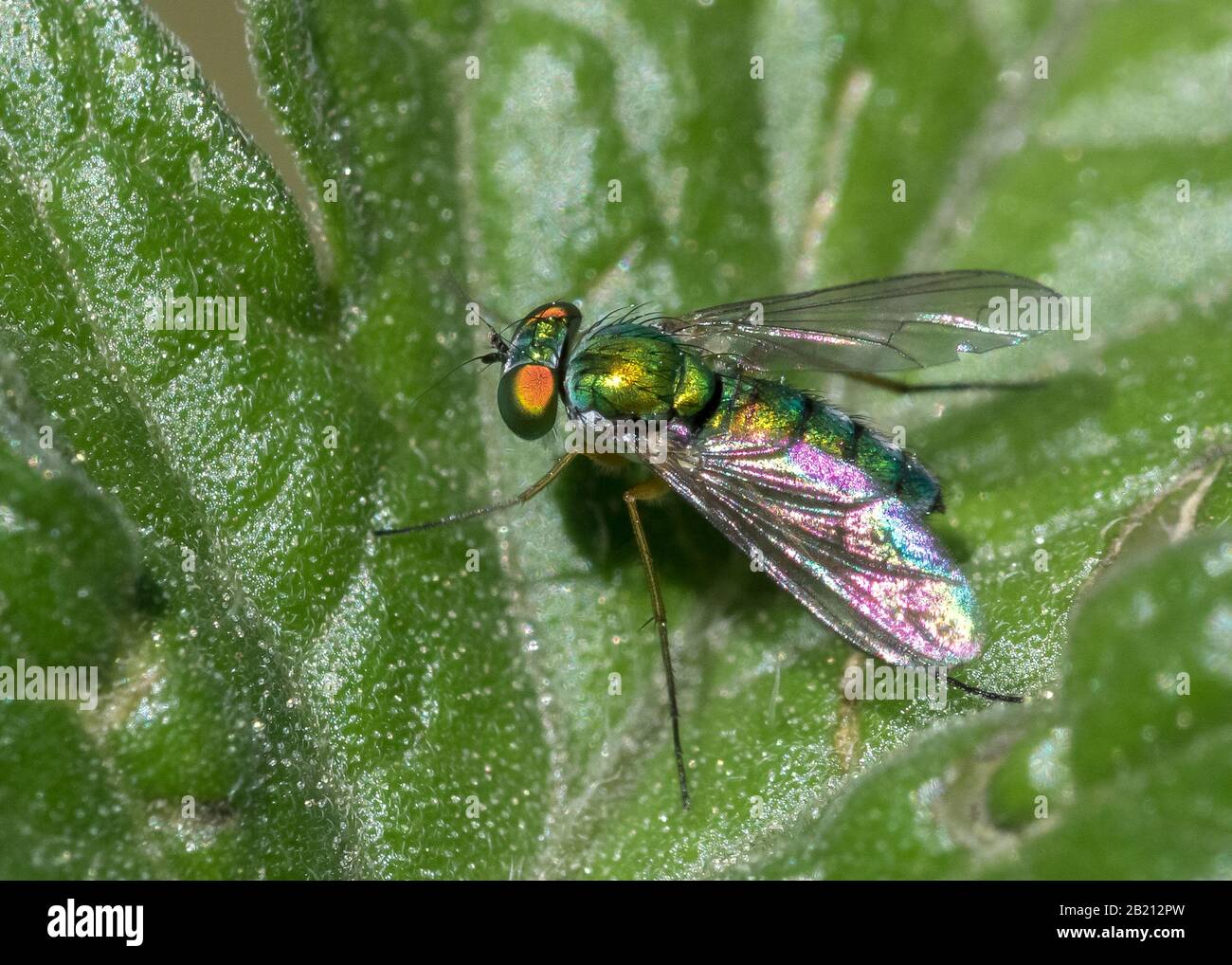 Metallic color flies hi-res stock photography and images - Alamy