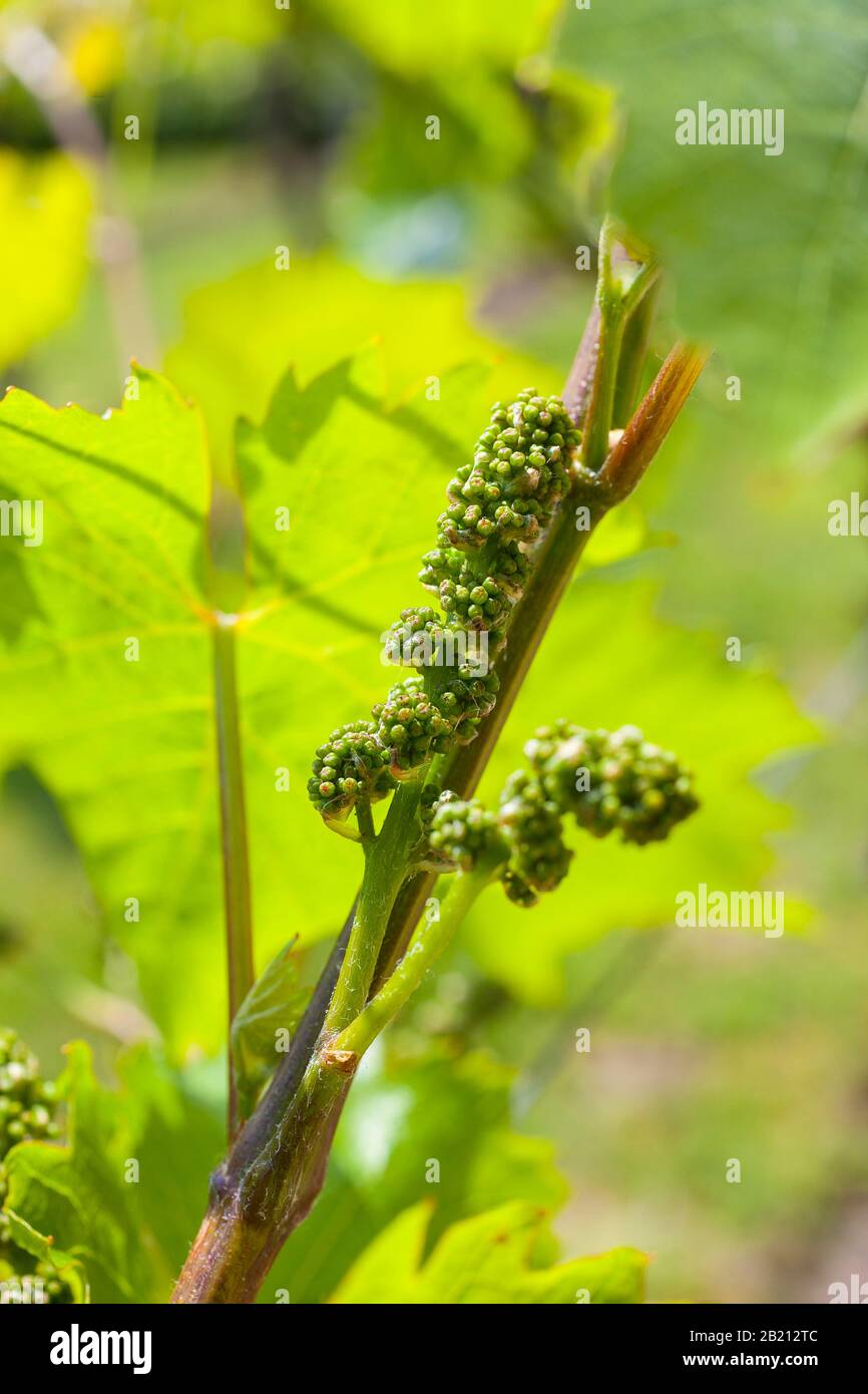 Crop buds hi-res stock photography and images - Alamy