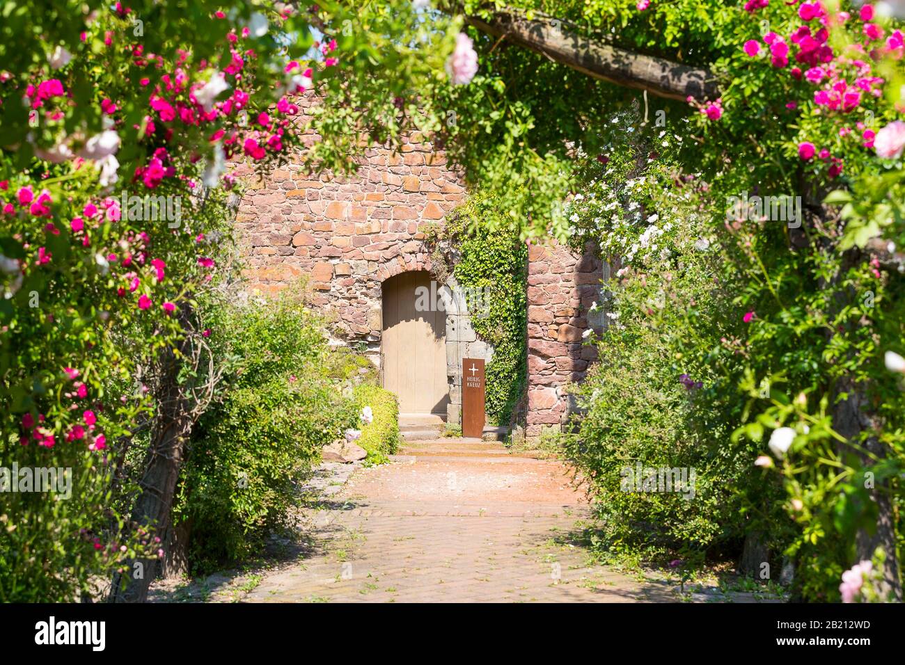 Way with Rose arch and hedges (rosa), Heilig Kreuz monastery ruins ...