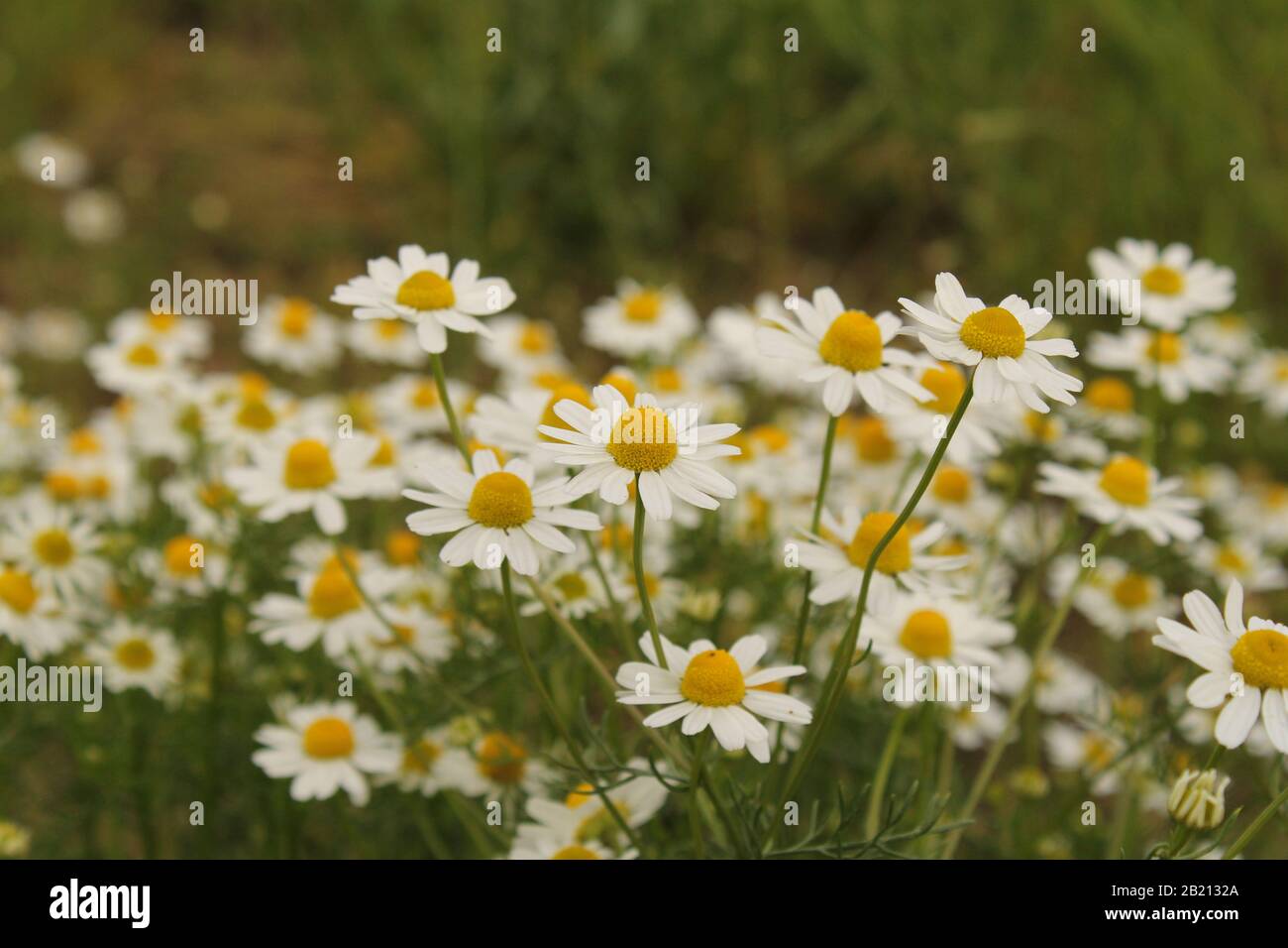 a big camomile plant with lots of flowers and a green background in the ...