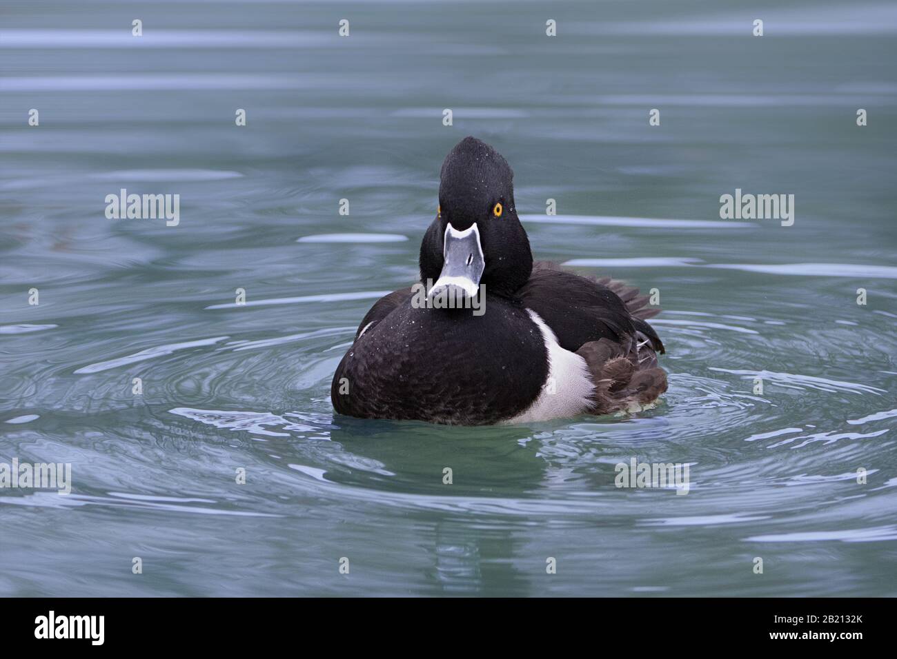 Close up of Male Ring-necked Duck in water Stock Photo - Alamy
