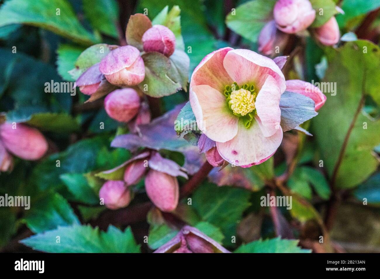 Hellebore drawing hi-res stock photography and images - Alamy