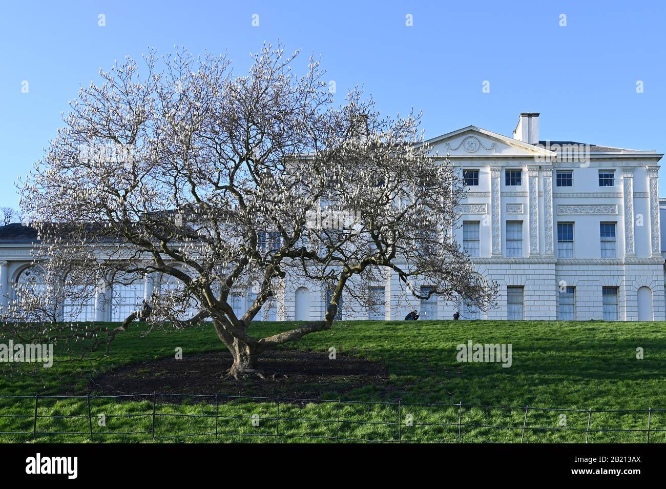 A large magnolia tree in flower in front of the Robert Adams facade of ...