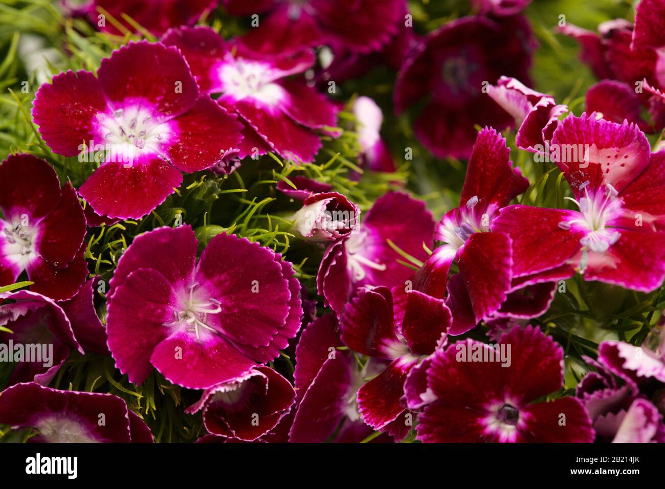 Dianthus barbatus aka sweet William background Stock Photo - Alamy