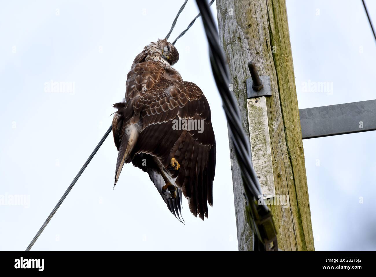 Electricity wires hi-res stock photography and images - Alamy