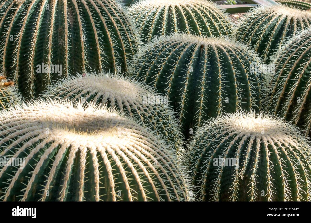 Round, barrel cactus looks soft and green but have sharp spikes ...
