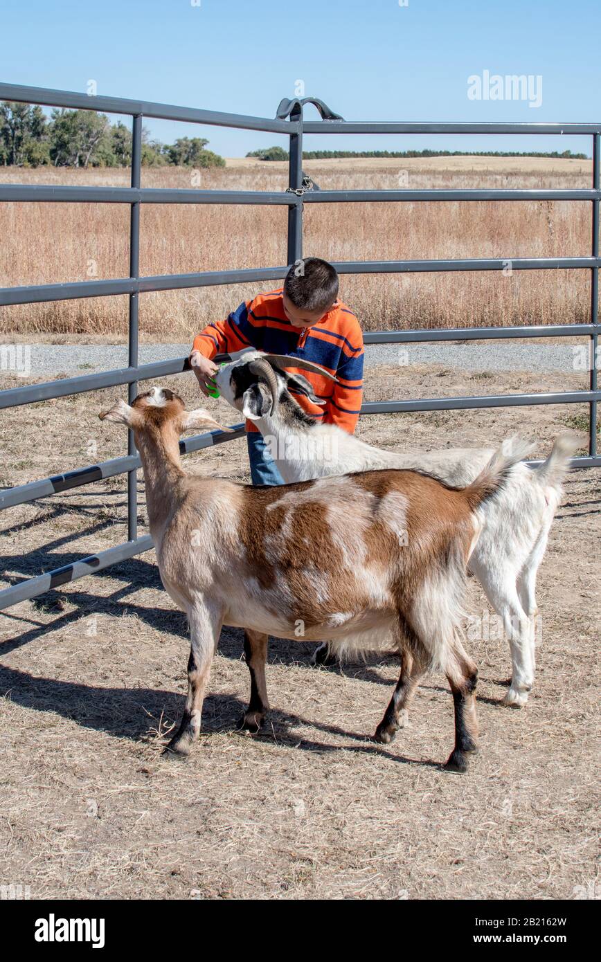a pair of goats at a petting zoo enjoy food from a young boy Stock ...
