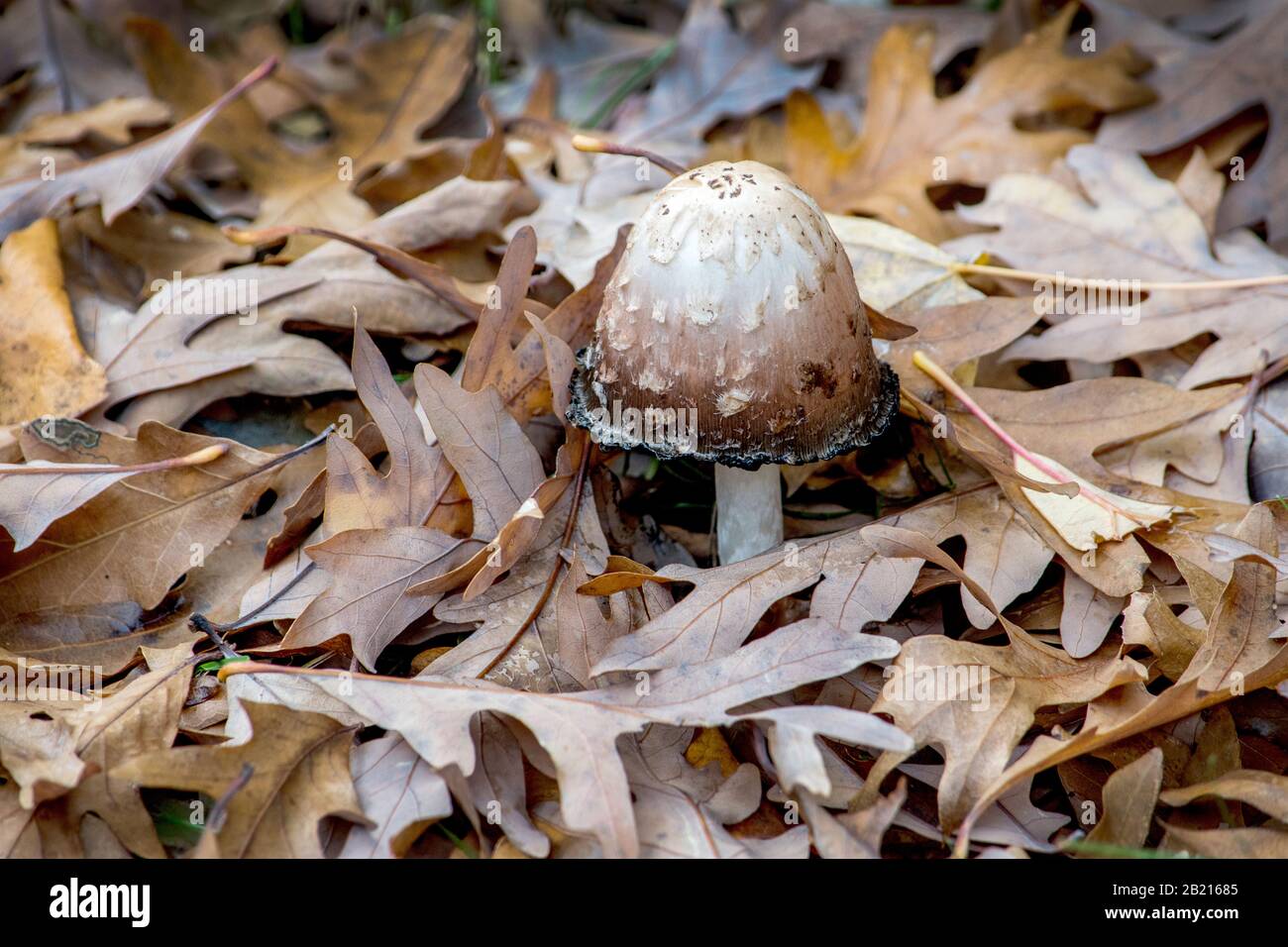 A unique mushroom called a ink cap, pops out from a pile of fall oak ...