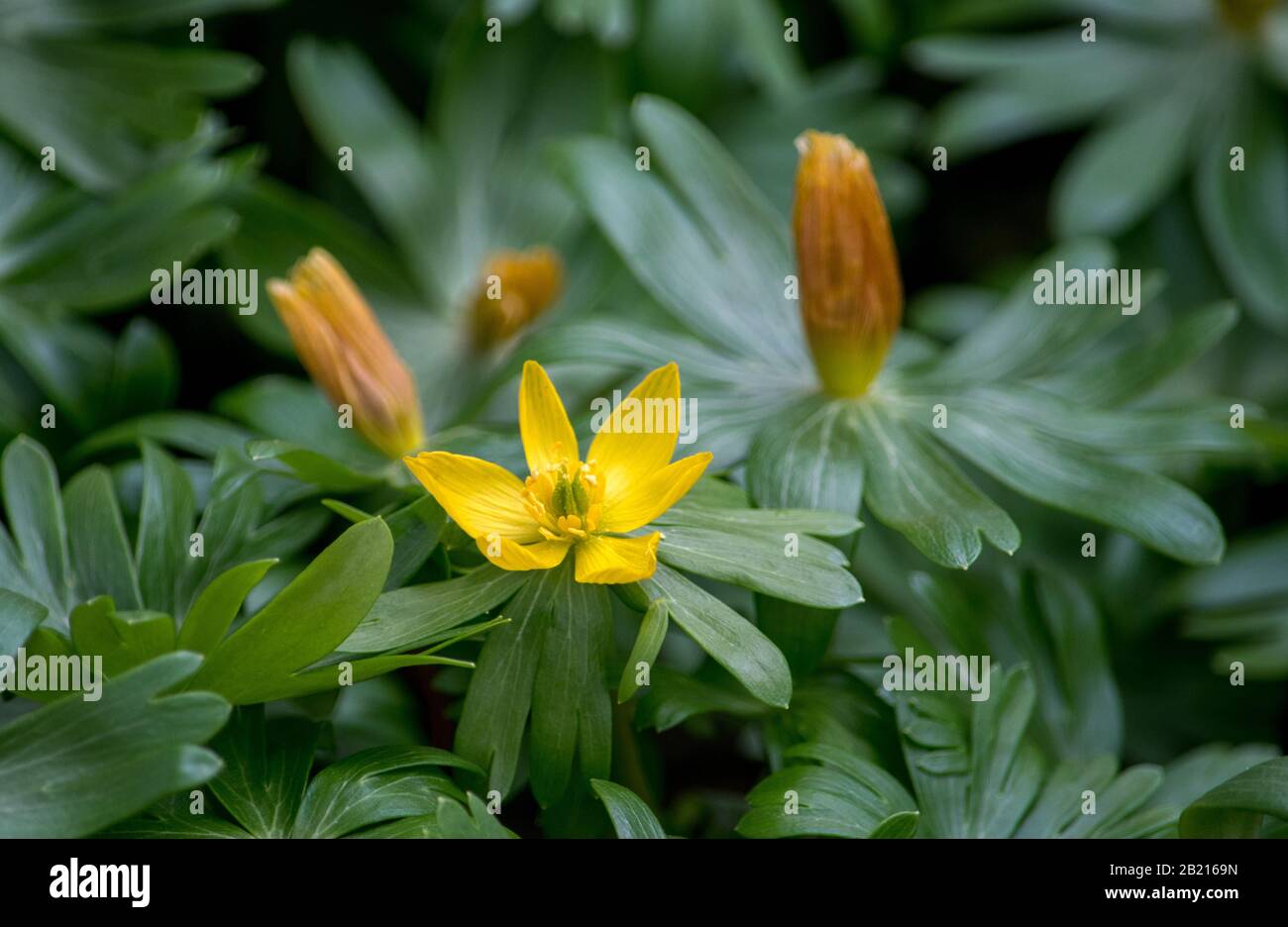 Bright yellow aconite flowers are one of the earliest signs of spring ...