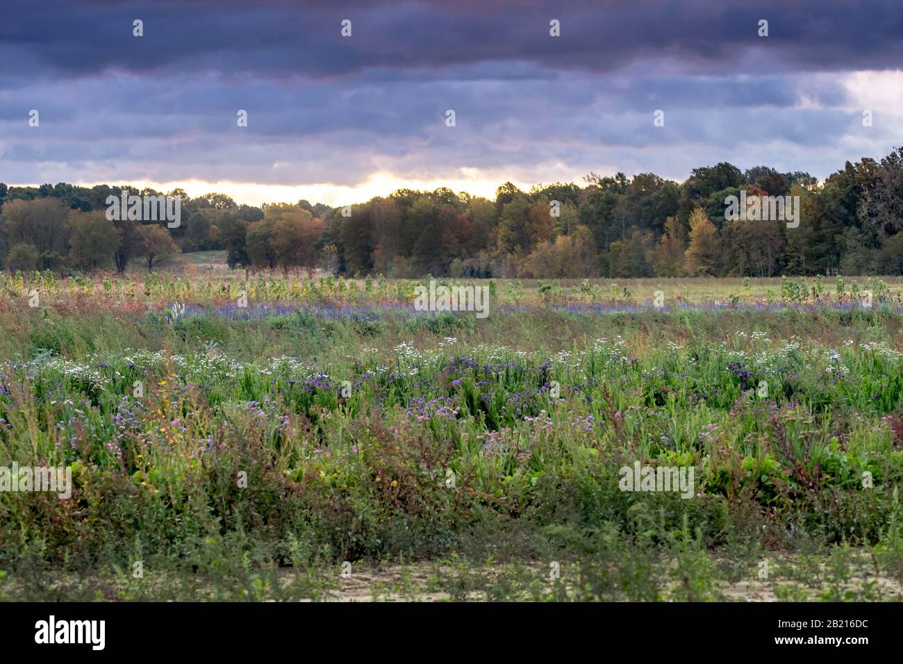 Michigan wildflowers hi-res stock photography and images - Alamy