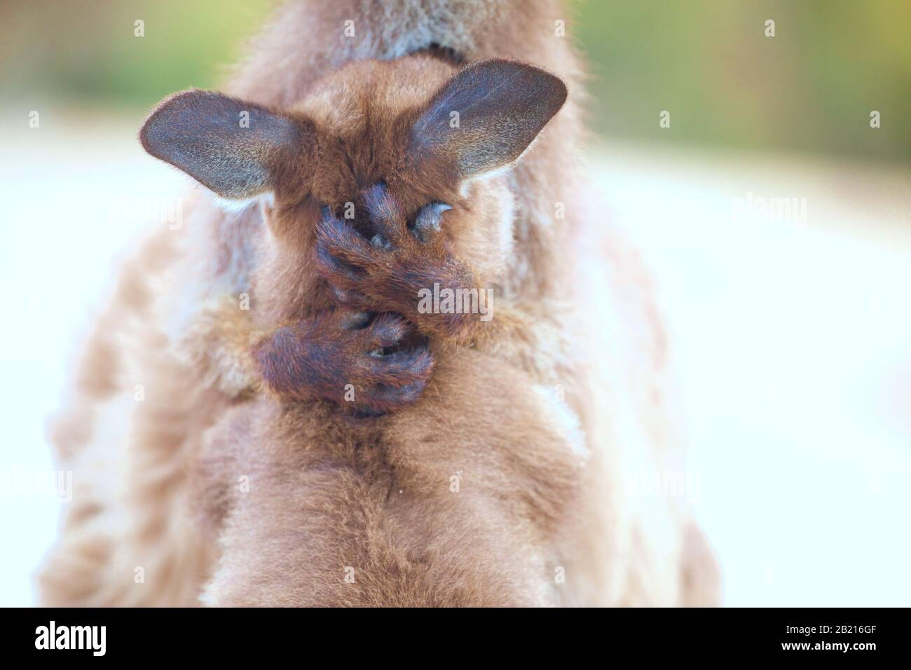 Kangaroo heart hi-res stock photography and images - Alamy