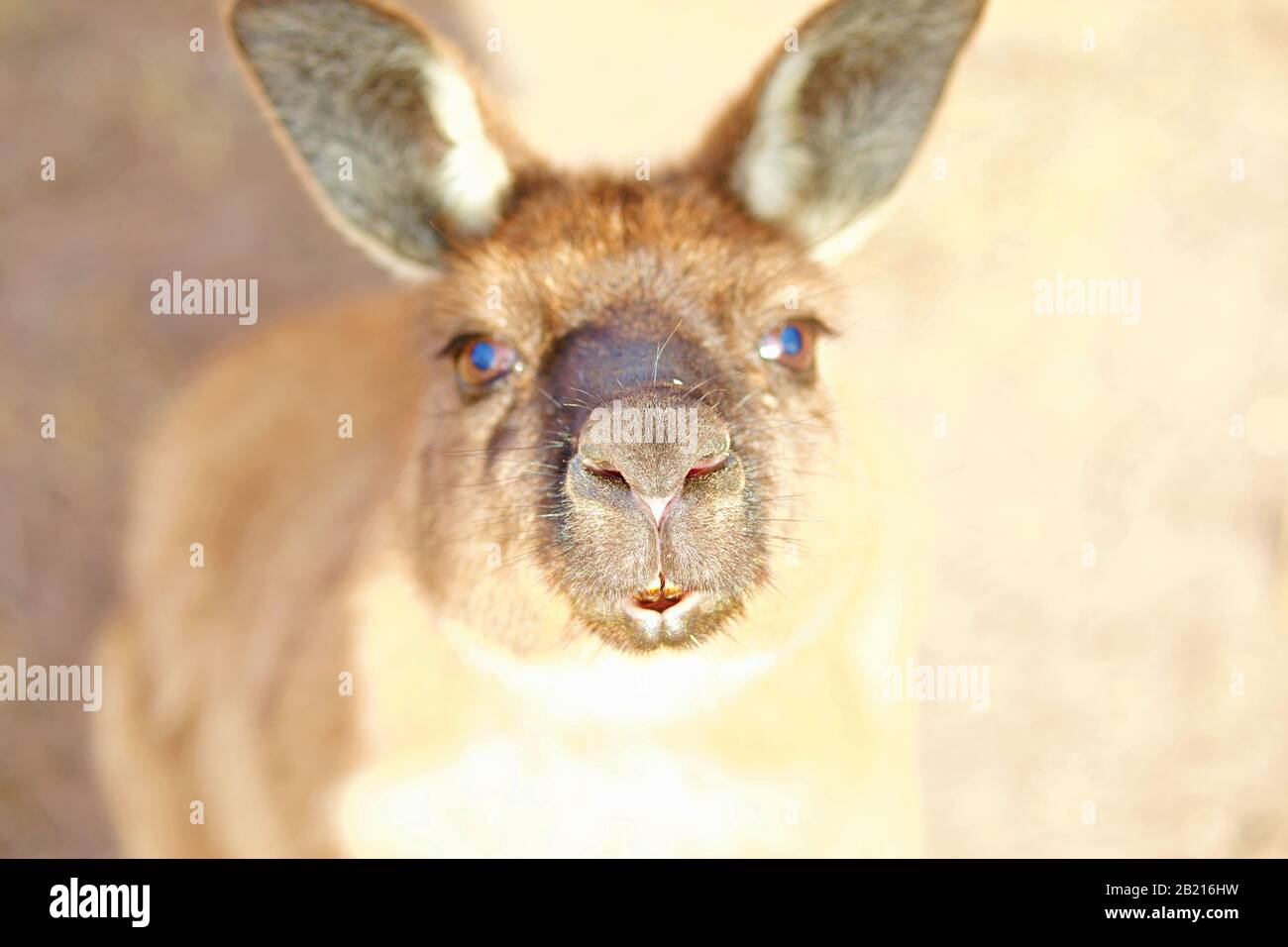 Animal introvert hi-res stock photography and images - Alamy