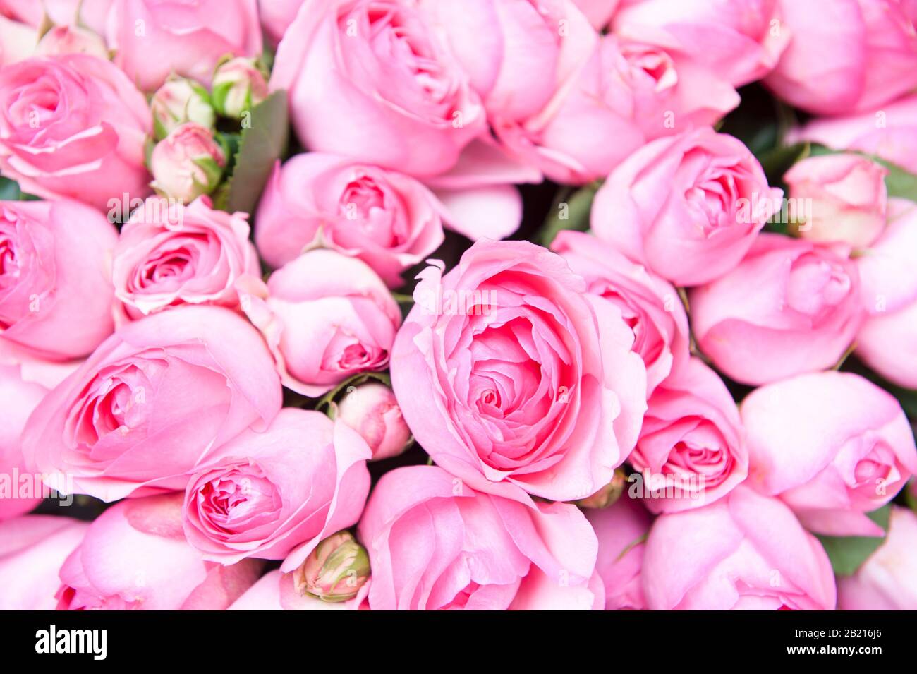 Pink edged rose hi-res stock photography and images - Alamy