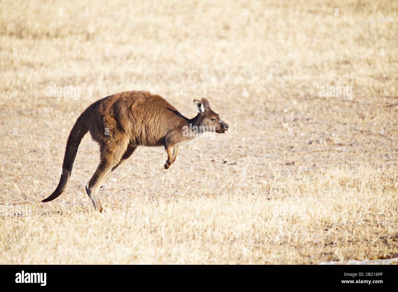 single kangaroo jumping from left to right Stock Photo - Alamy