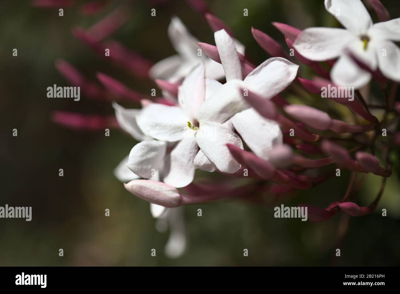 Common jasmine pakistan hi-res stock photography and images - Alamy