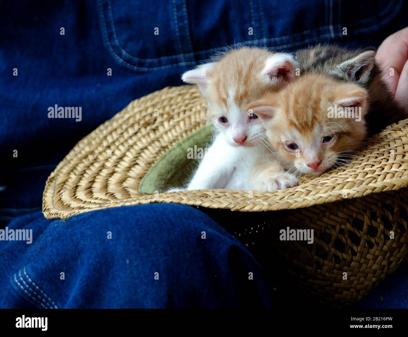 Cat inside hat hi-res stock photography and images - Alamy