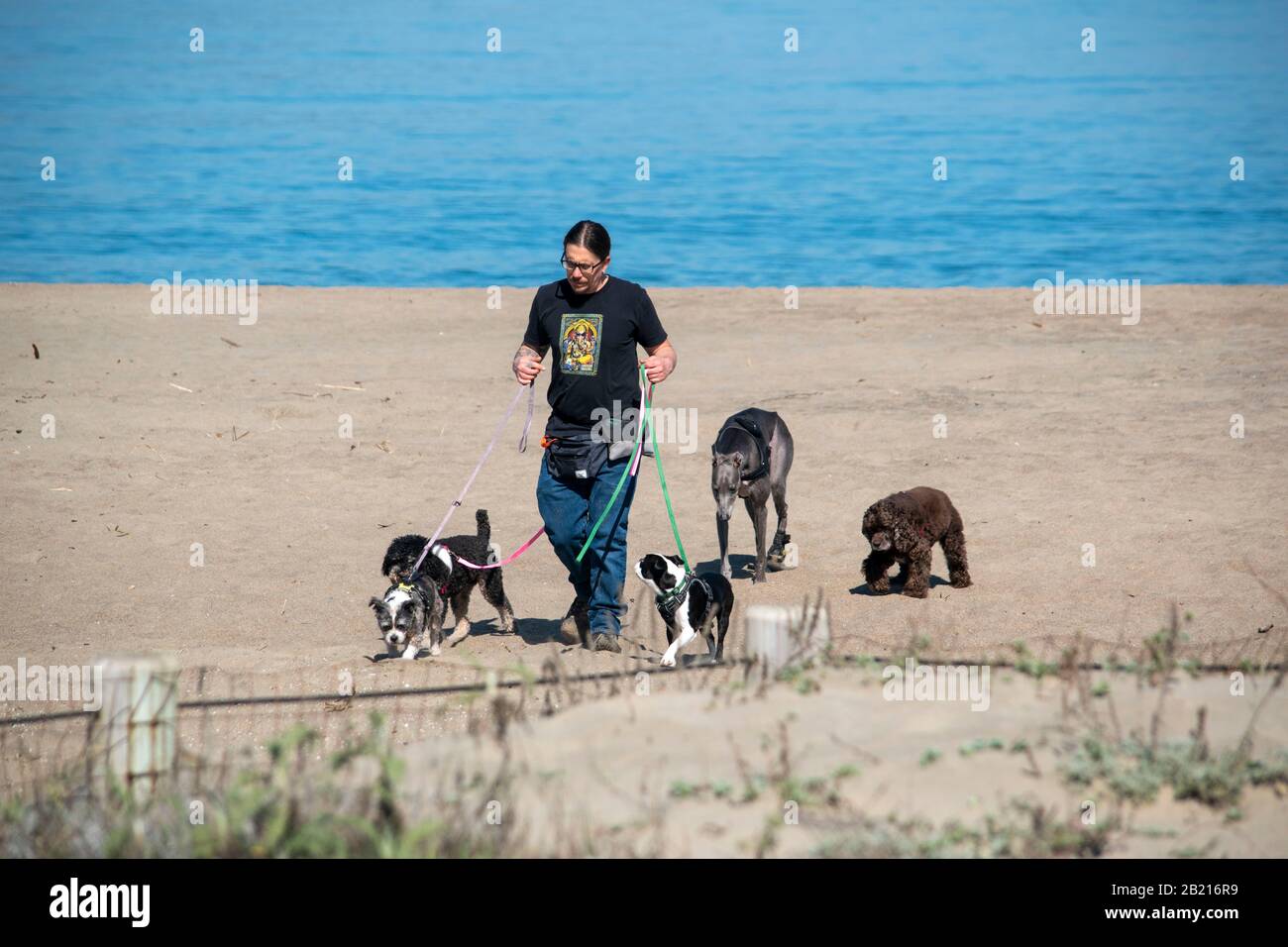 Dog walker san francisco hi-res stock photography and images - Alamy