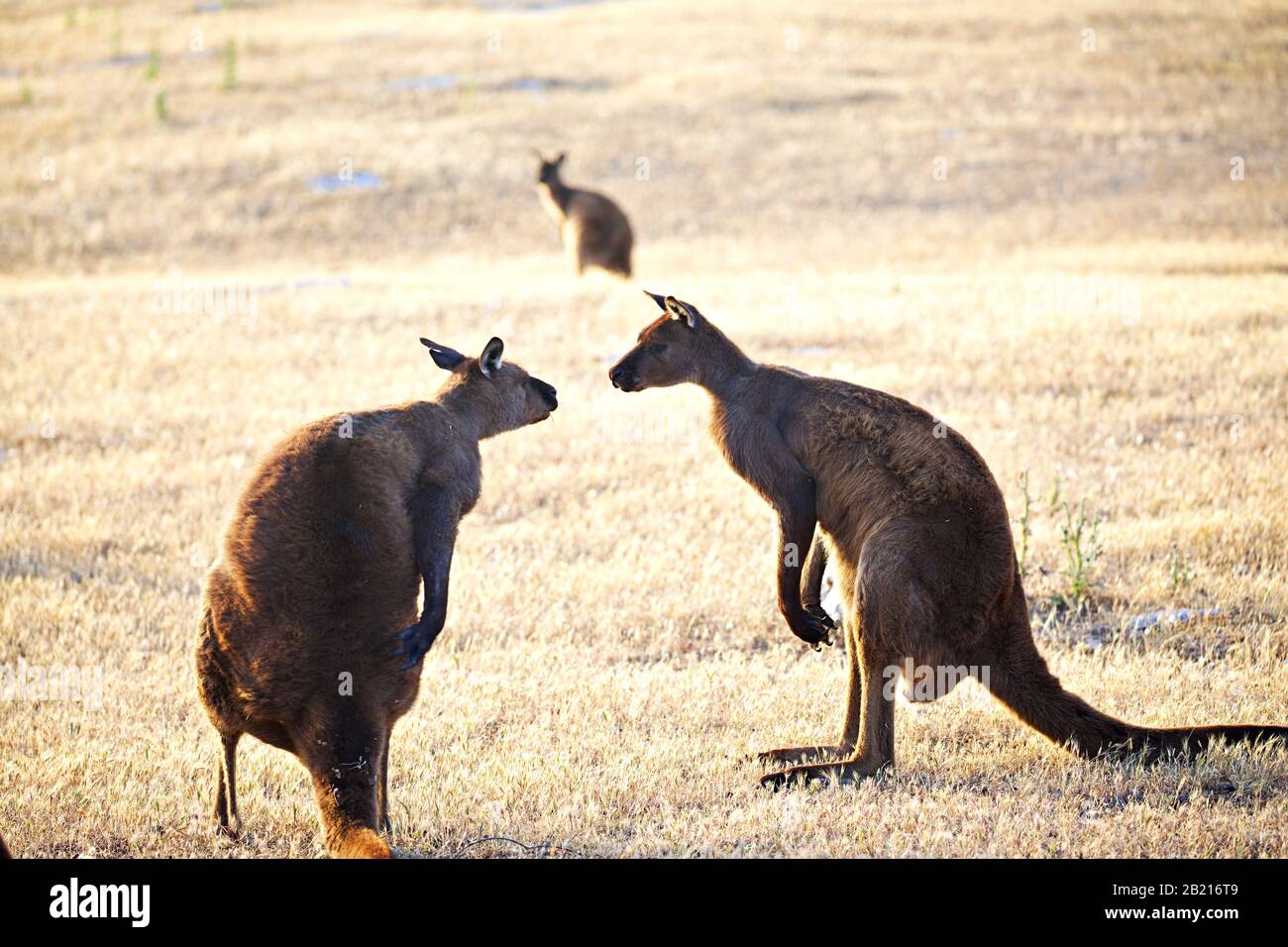 two male kangaroos confronting each other Stock Photo - Alamy
