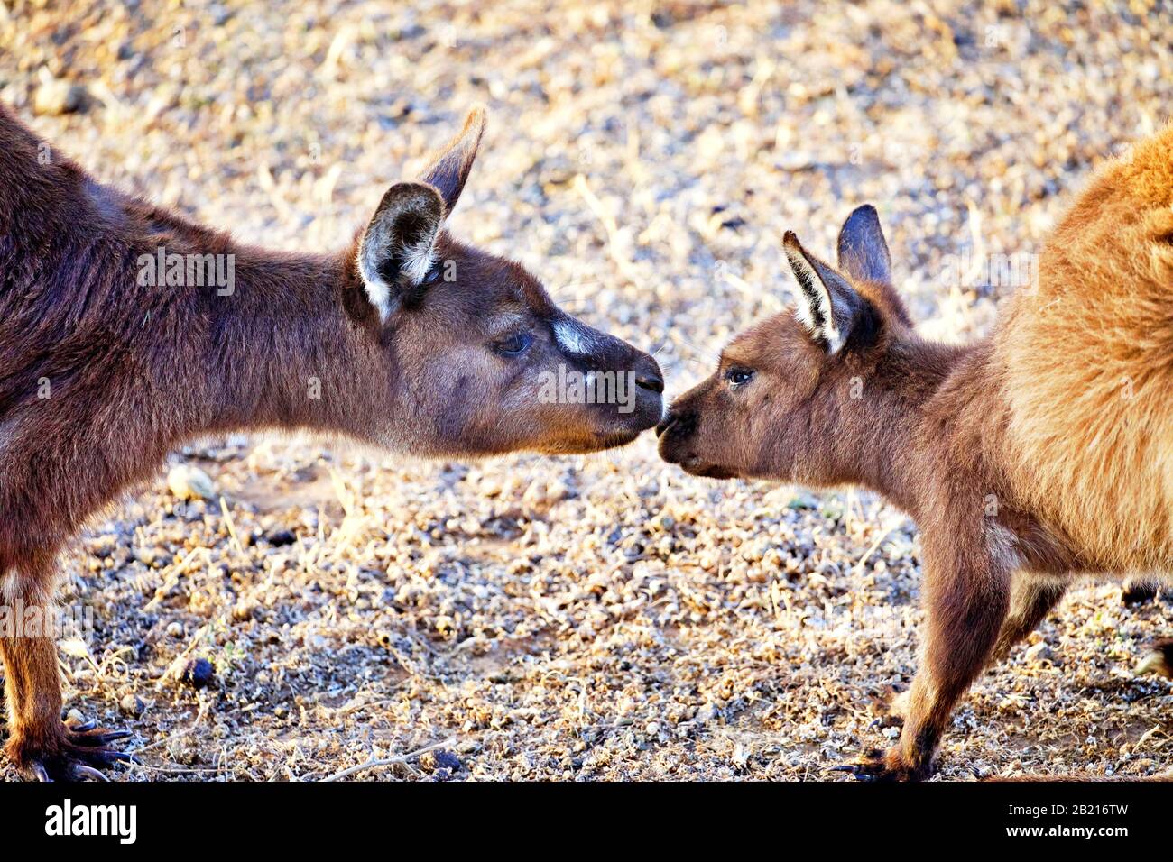 Kangaroo heart hi-res stock photography and images - Alamy