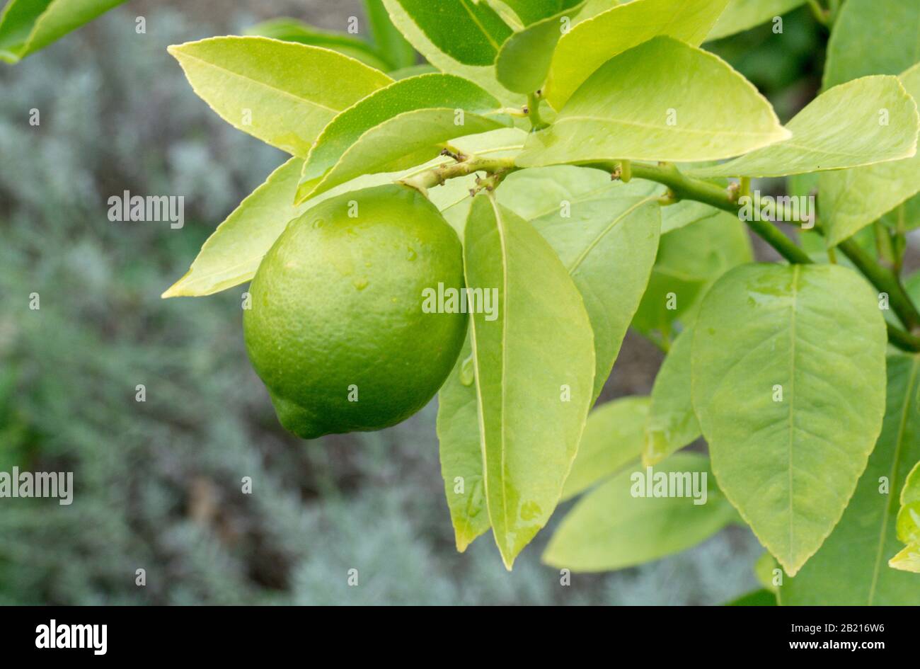 A beautiful lime fruit grows on a bright green plant outdoors Stock ...