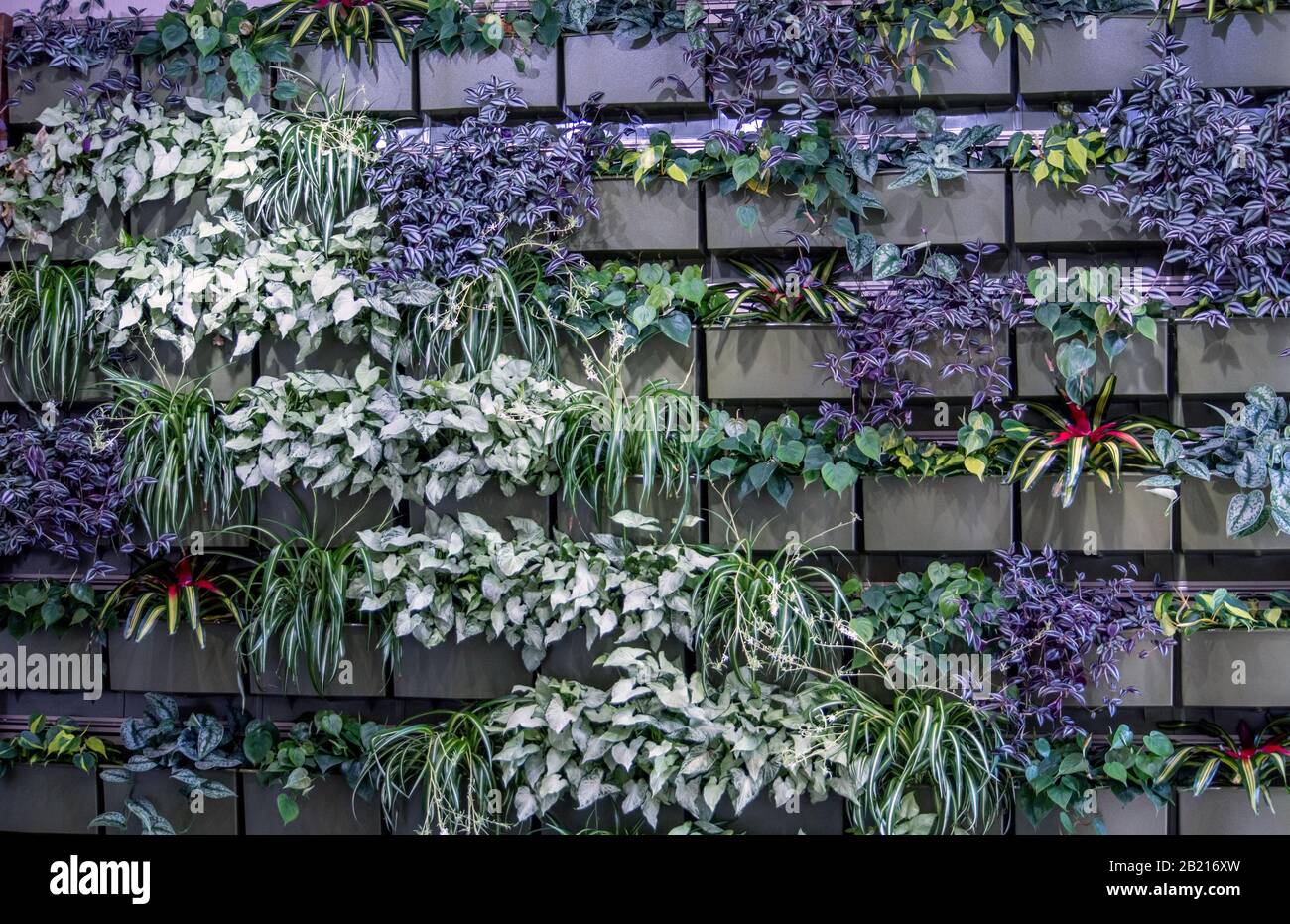 Hanging plants indoor hi-res stock photography and images - Alamy