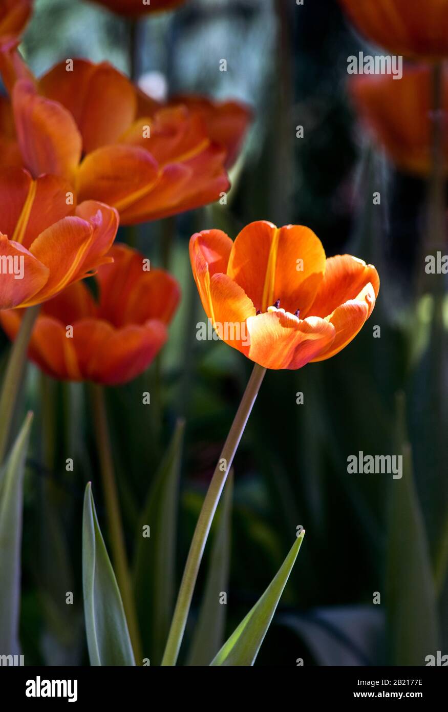 Pretty orange tulips open in warm spring sunshine in Michigan USA Stock ...