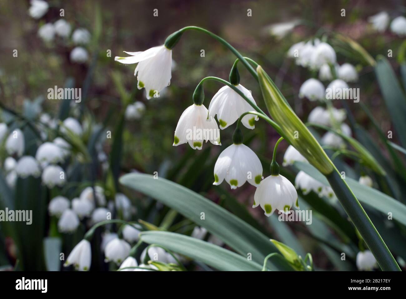 Leucojum aestivum 'Gravetye Giant' also called spring snowflake. Early ...