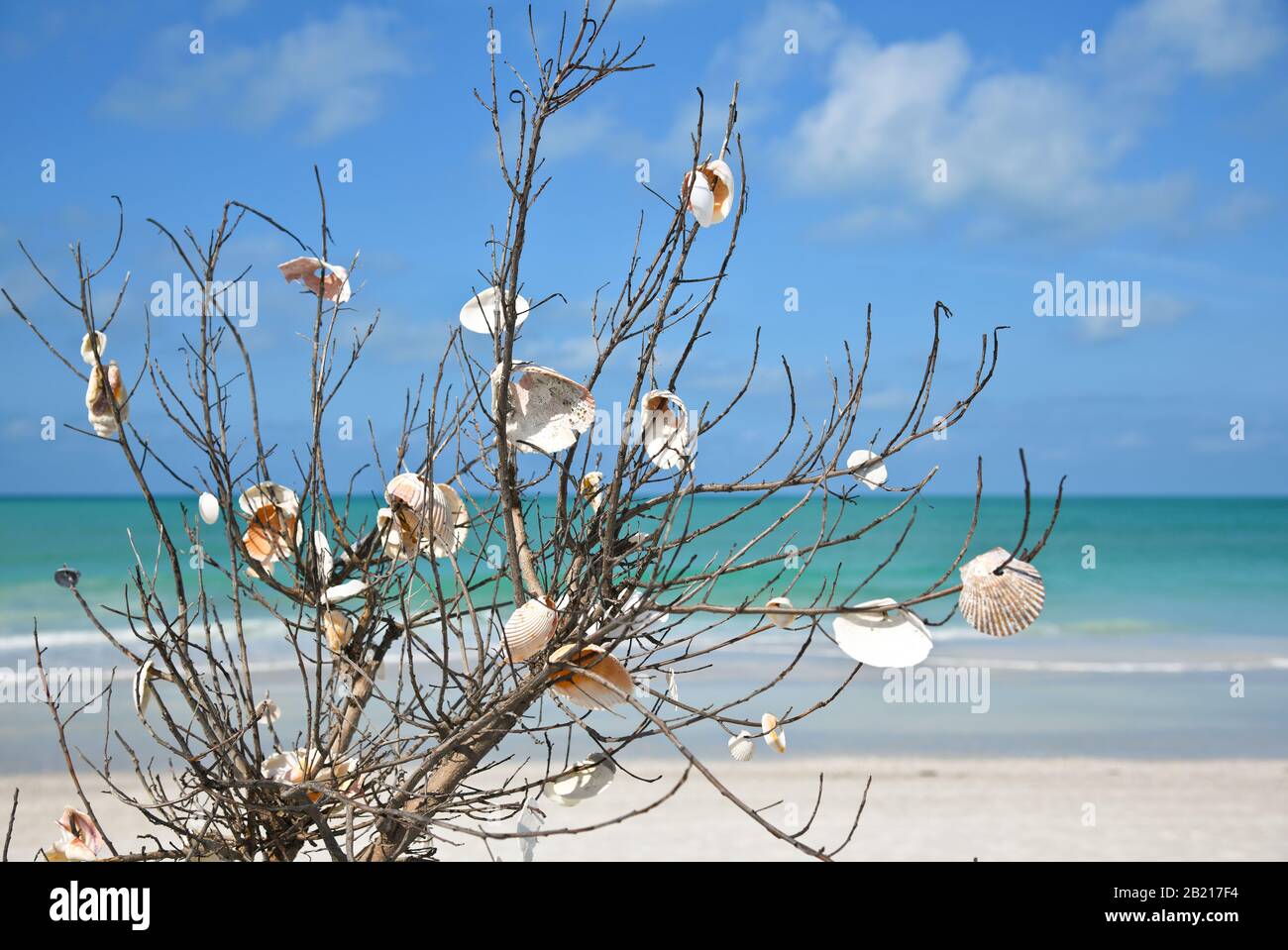 Branch on Anna Maria Island Beach that people have placed Sea Shells on ...