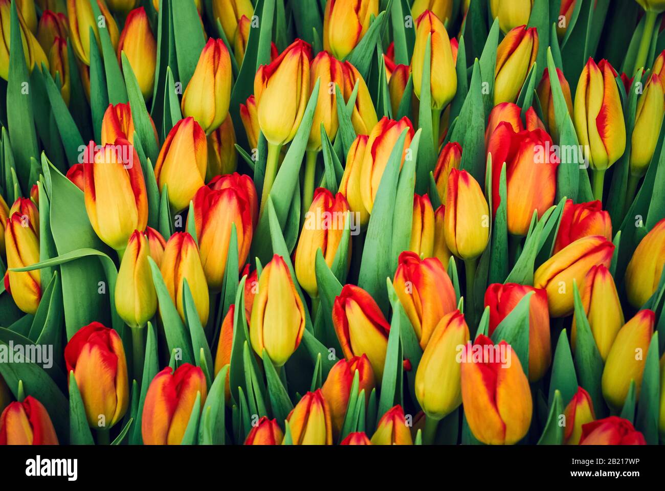 floral background - growing yellow red tulips Stock Photo - Alamy