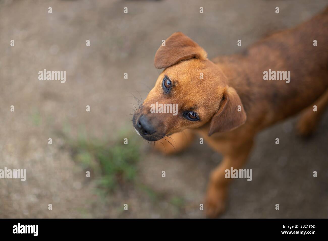 Cute portrait of a puppy dog. Puppy looking up Stock Photo - Alamy