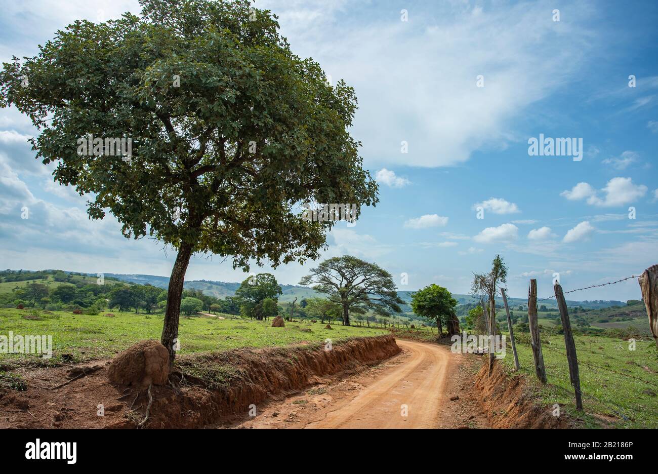 Dirt road and tree. Summer landscape, dirt road, red clay road surface ...