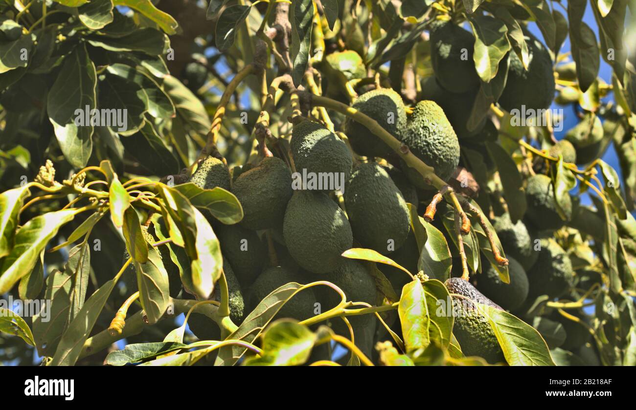 Growing dark green avocado pears, important produce of Gran Canaria ...