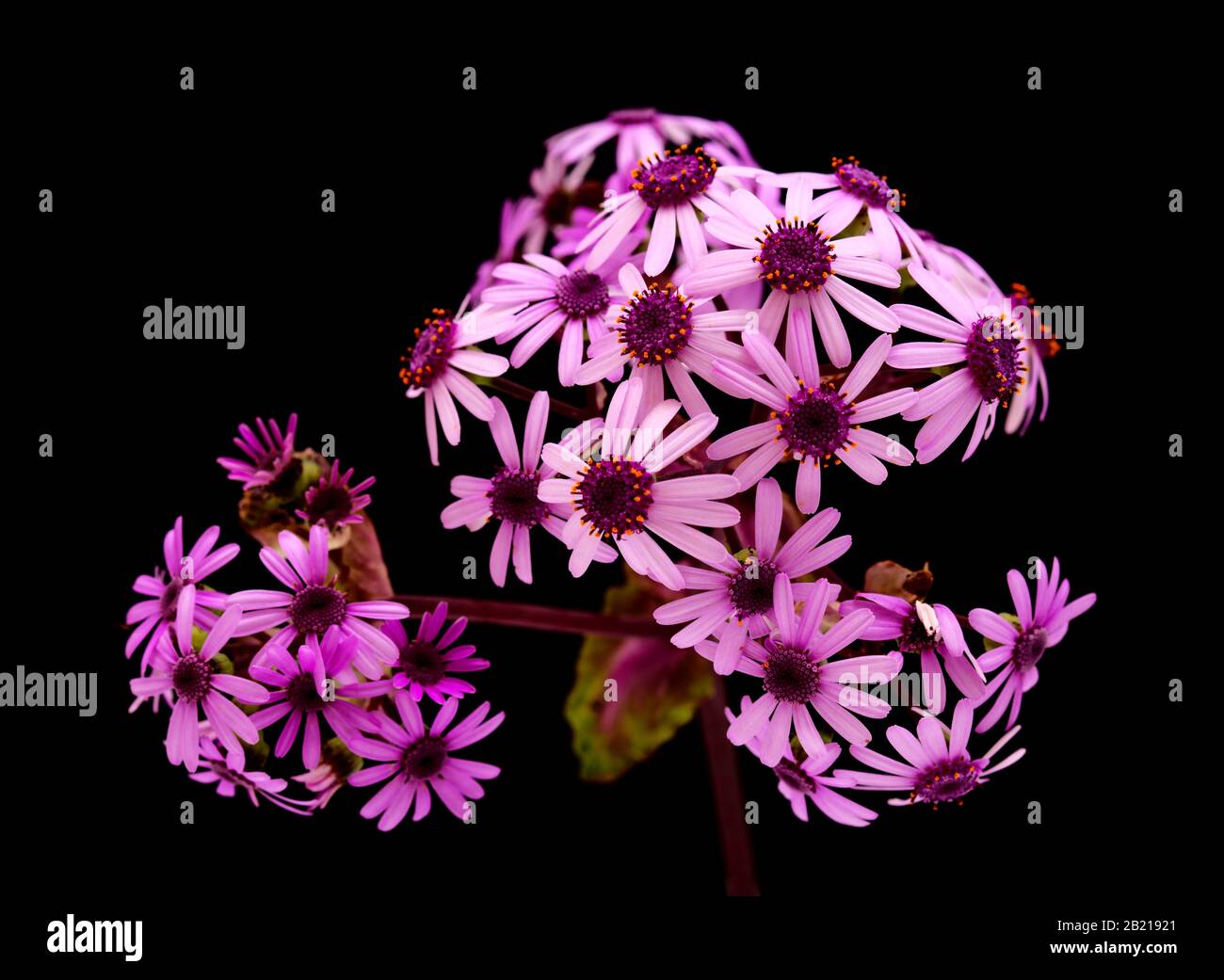 Flora of Gran Canaria - Pericallis webbii, locally called May flower ...