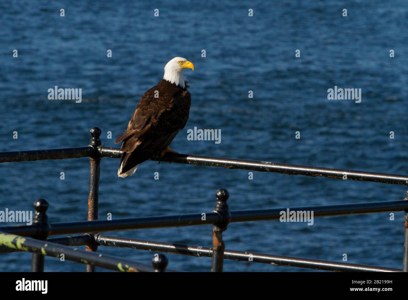 Washington state bird water hi-res stock photography and images - Alamy