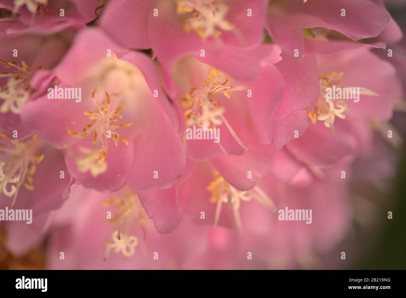 Dombeya wallichii, pink ball tree in bloom Stock Photo - Alamy