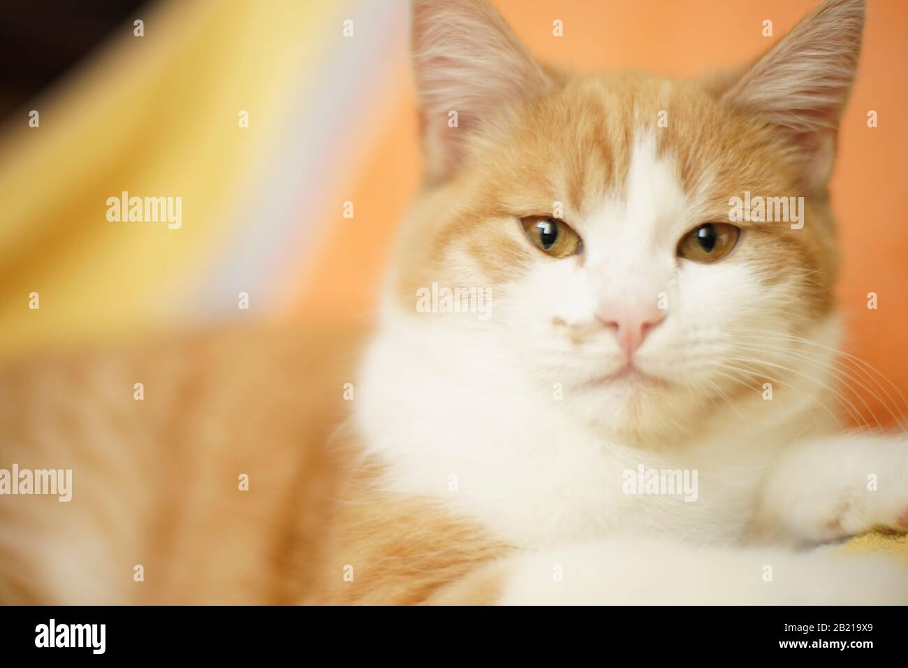Golden amber eyes hi-res stock photography and images - Alamy