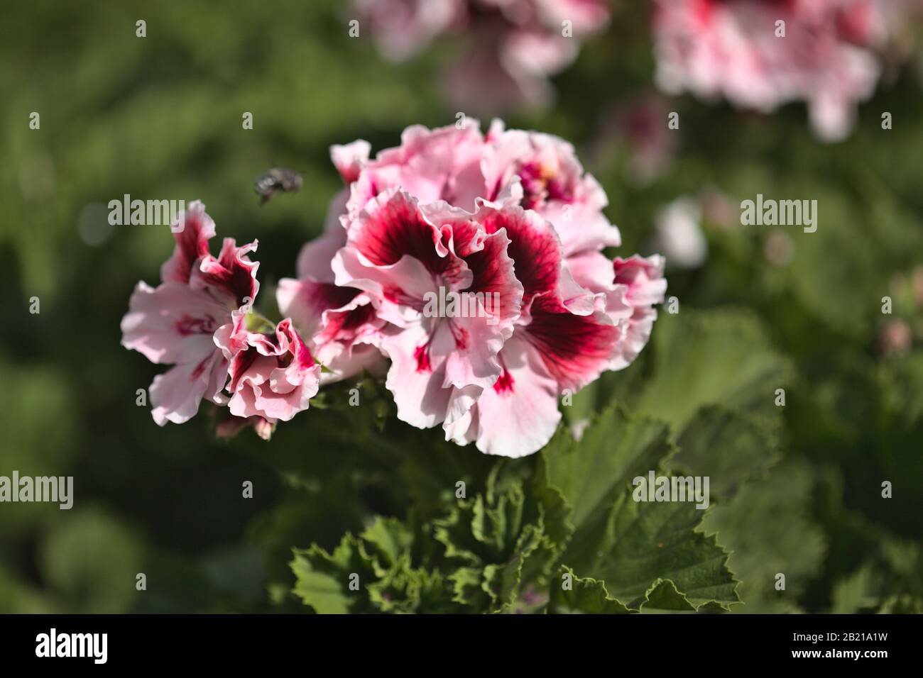 Garden background with flowering pink geranium Stock Photo - Alamy