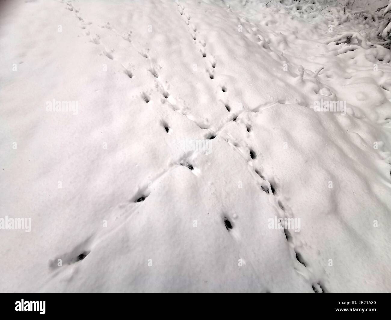 Traces of animals on freshly fallen snow Stock Photo - Alamy
