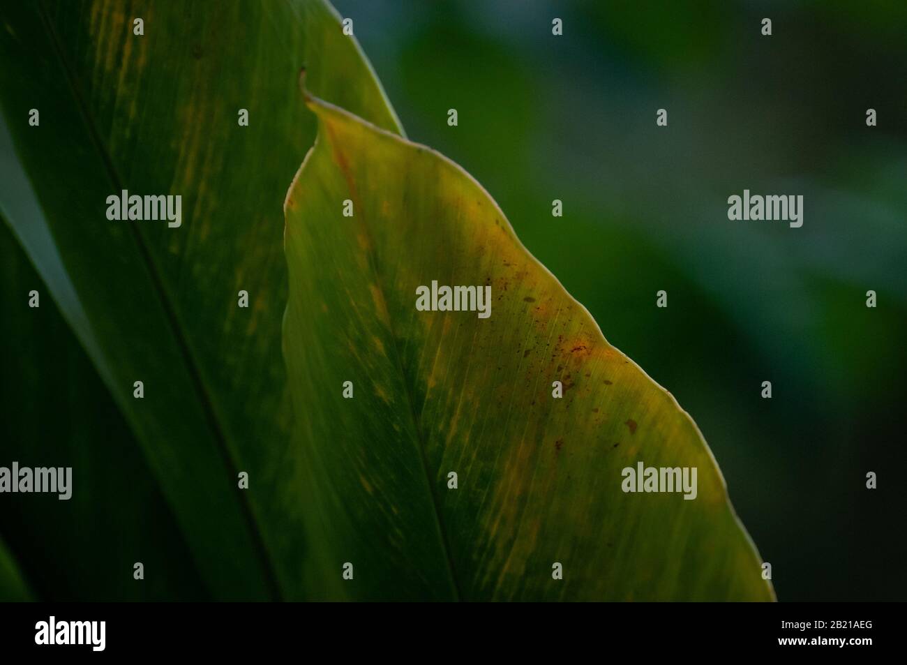 Rainforest leaf hi-res stock photography and images - Alamy