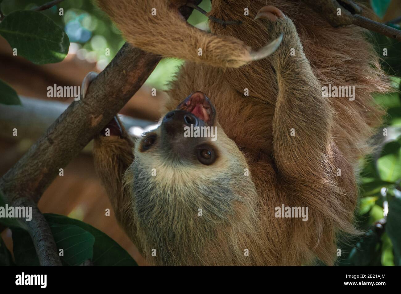 Sloth habitat hi-res stock photography and images - Alamy