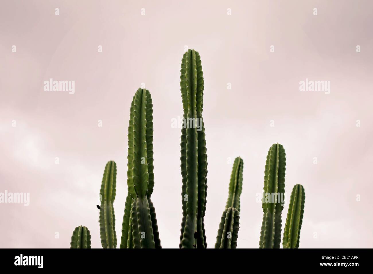 Fractal cactus hi-res stock photography and images - Alamy