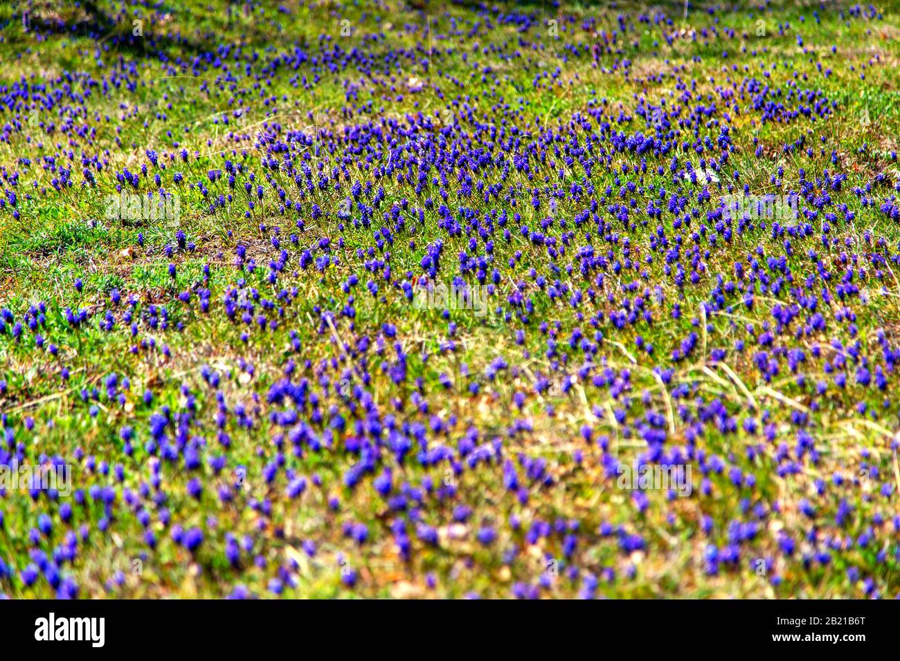 Numerous blue spring flowers on the green lawn. Spring background Stock ...